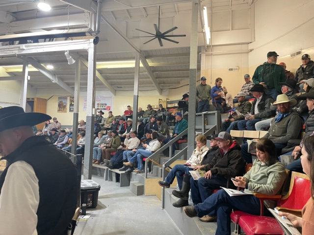 Wittkopp Angus Sale Report | TSLN.com