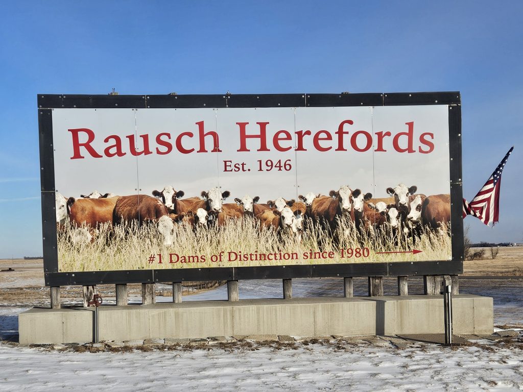 Rausch Herefords Bull & Female Sale | TSLN.com