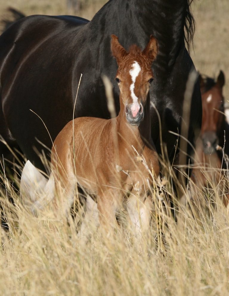 Kadoka Rodeo Bible camp offers spiritual guidance from proven athletes ...
