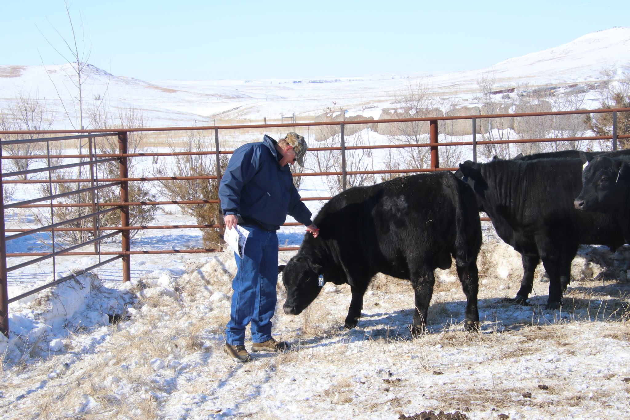 Gumbo Hill Ranch 21st Annual Production Sale | TSLN.com