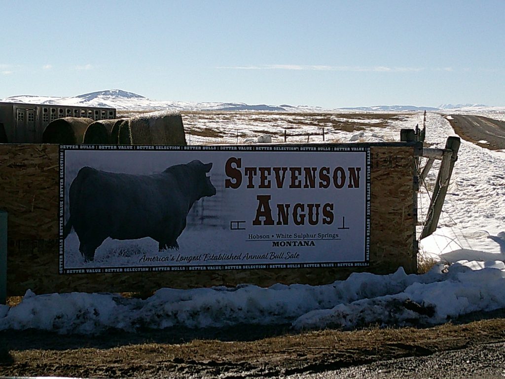 Stevenson Angus Sale | TSLN.com