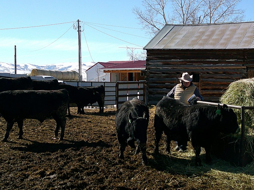 Stevenson Angus Sale | TSLN.com