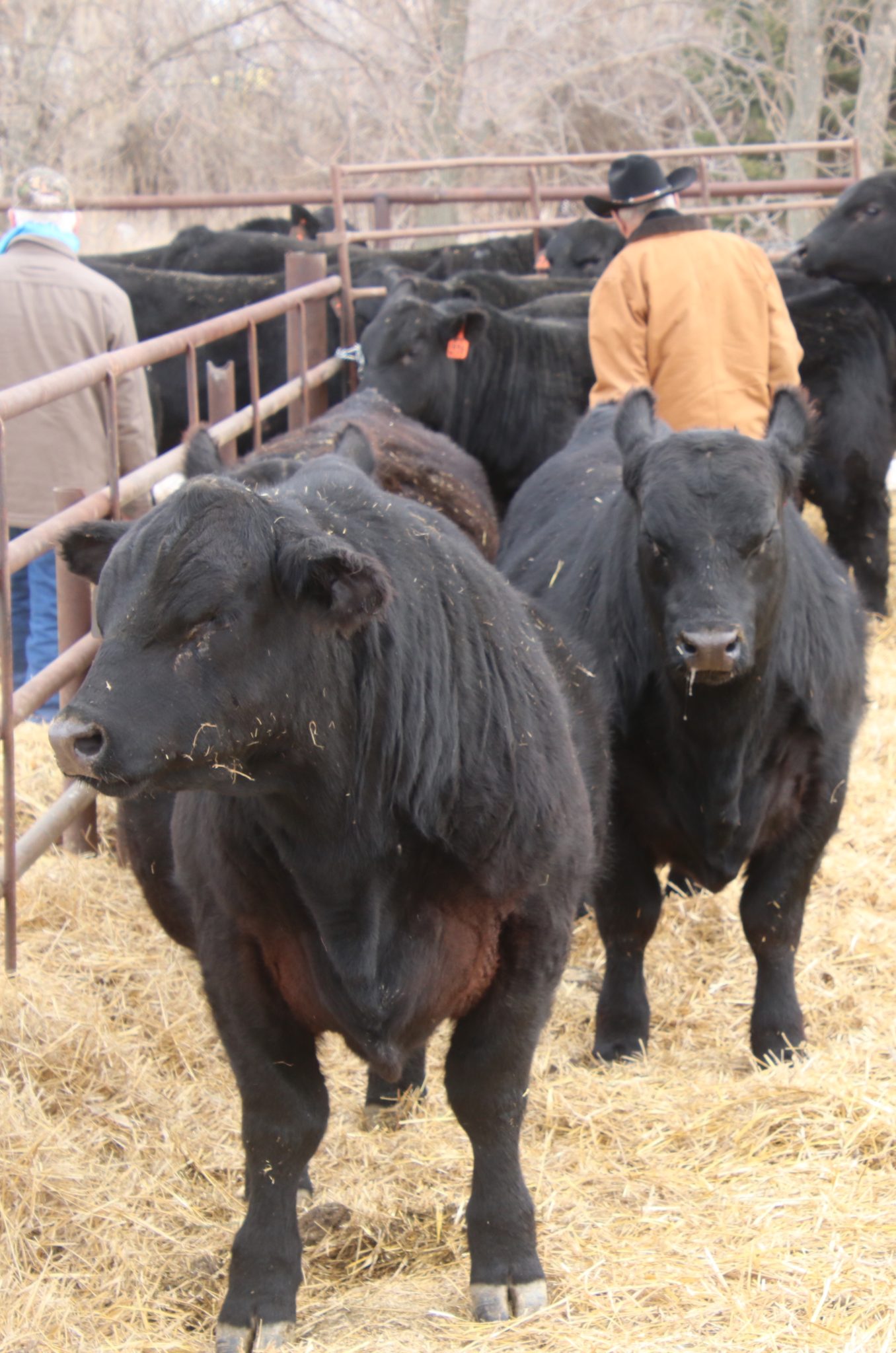 Carlson Angus Ranch 43rd Annual Production Sale | TSLN.com
