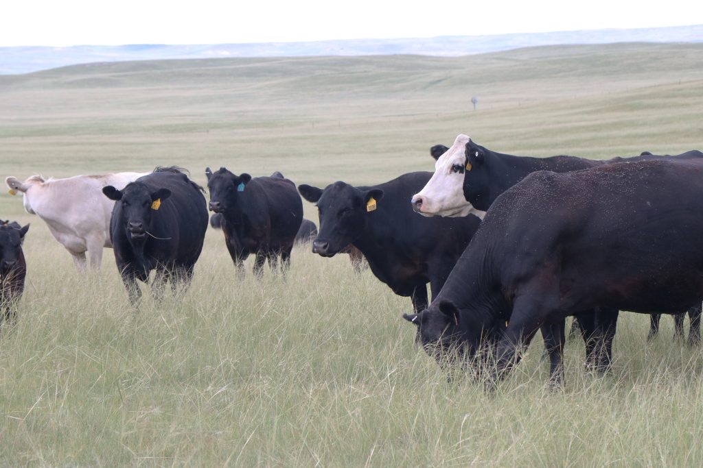 Nebraska Extension offers second course on Calculating Annual Cow Costs ...