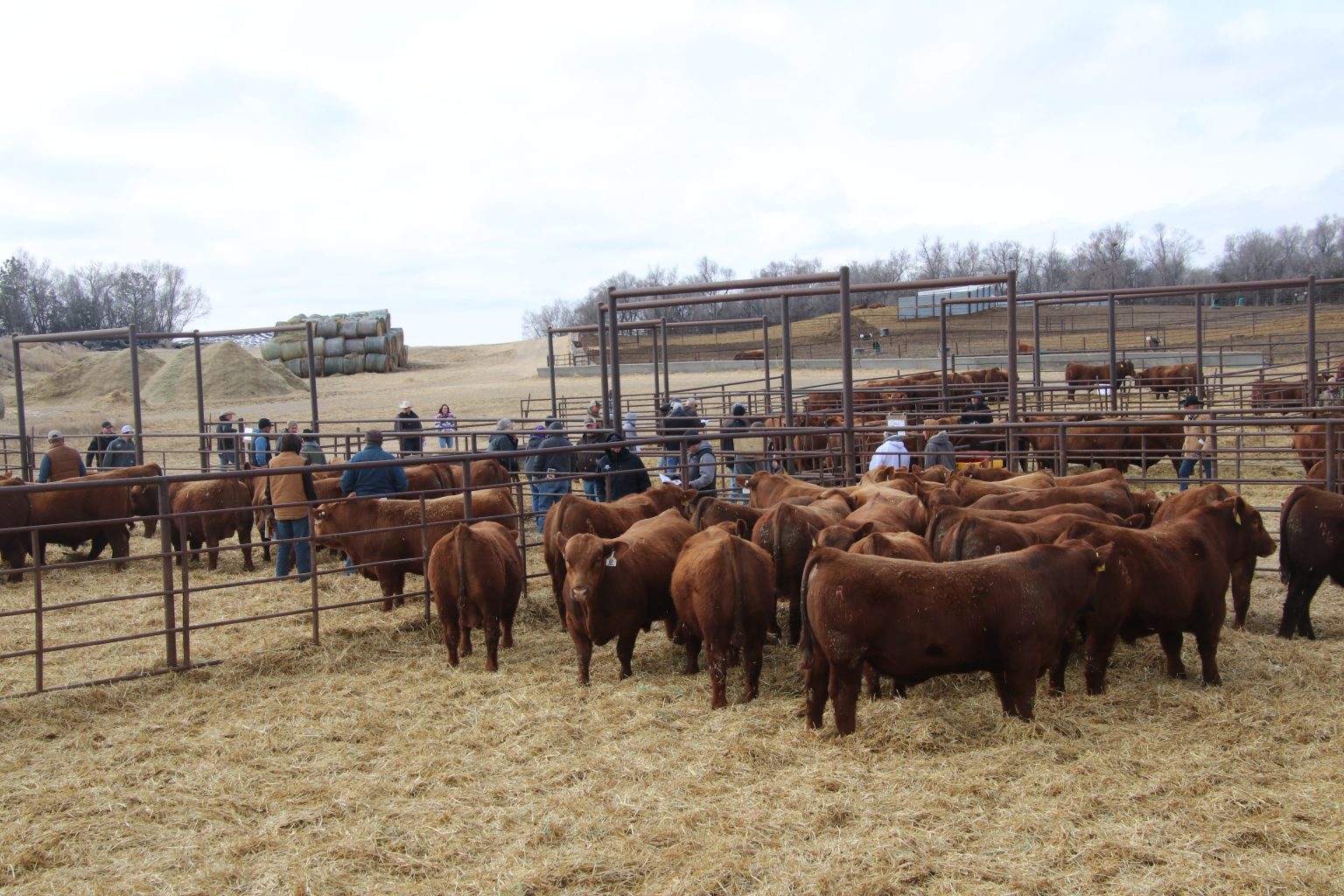 Bieber Red Angus “Bieber Fever” 50th Annual Bull Sale | TSLN.com