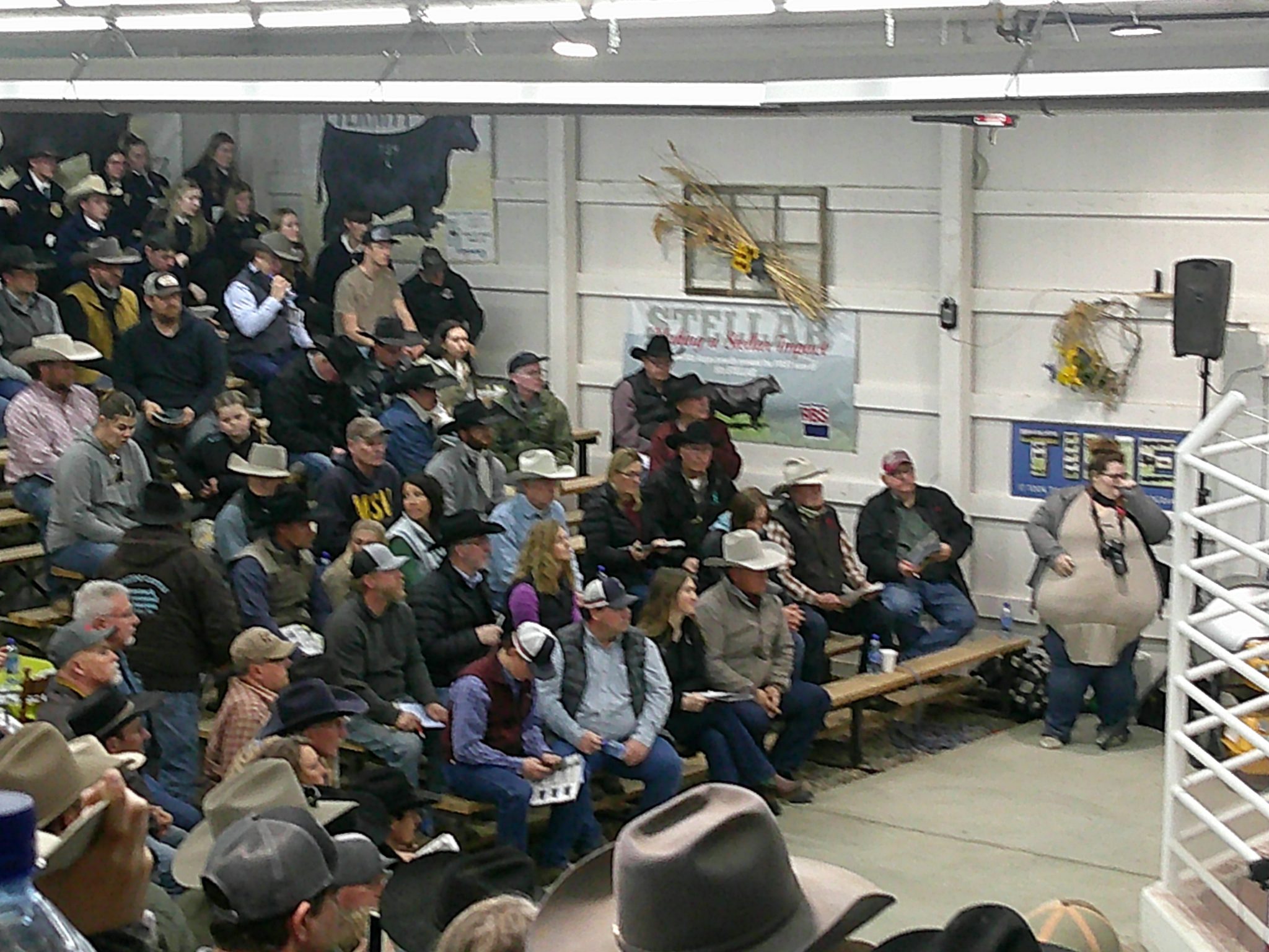 Sitz Angus Sale | TSLN.com