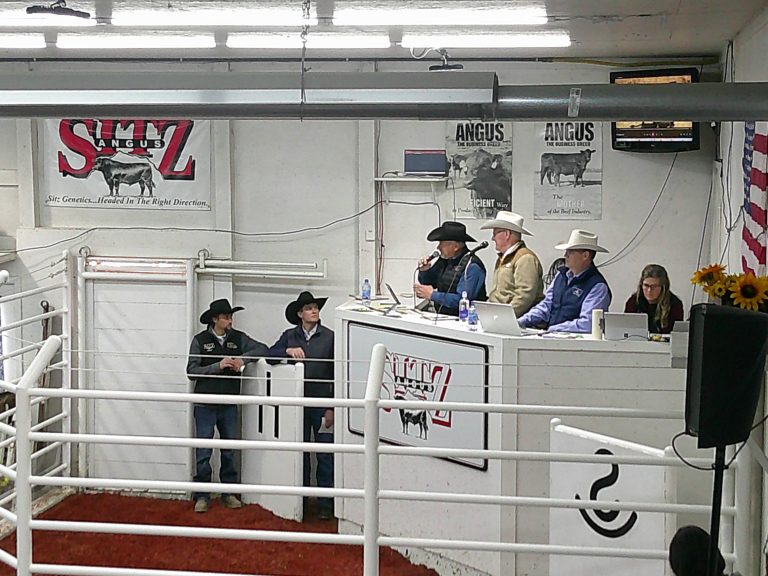 Sitz Angus Sale | TSLN.com