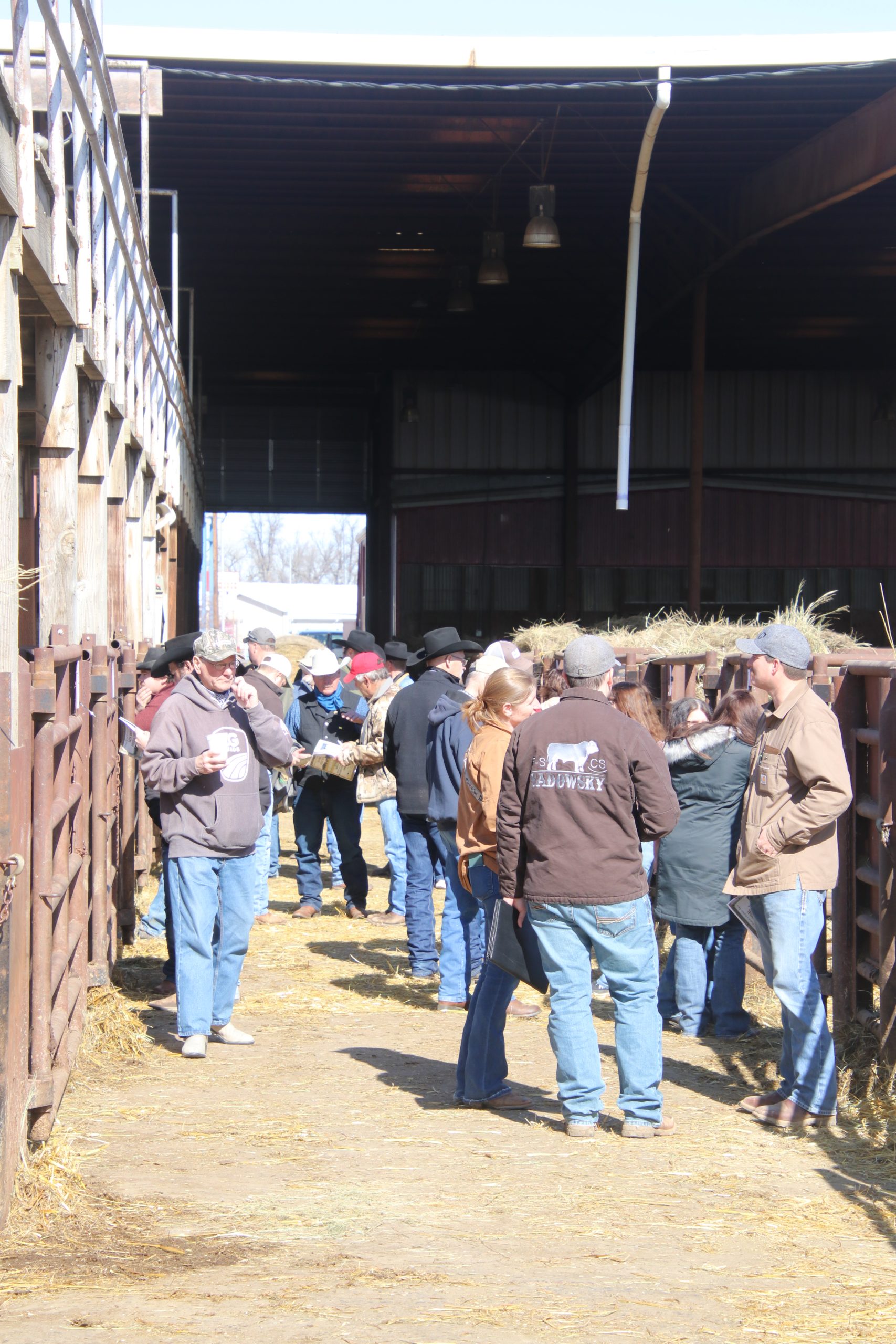 Fast-Dohrmann-Strommen Angus 54th Annual Production Sale | TSLN.com