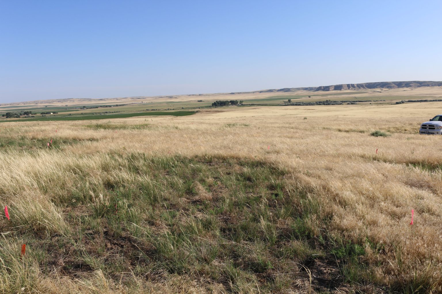 Forage 2025 | Managing Invasive Grasses: Yellow Bluestem and Cheatgrass ...