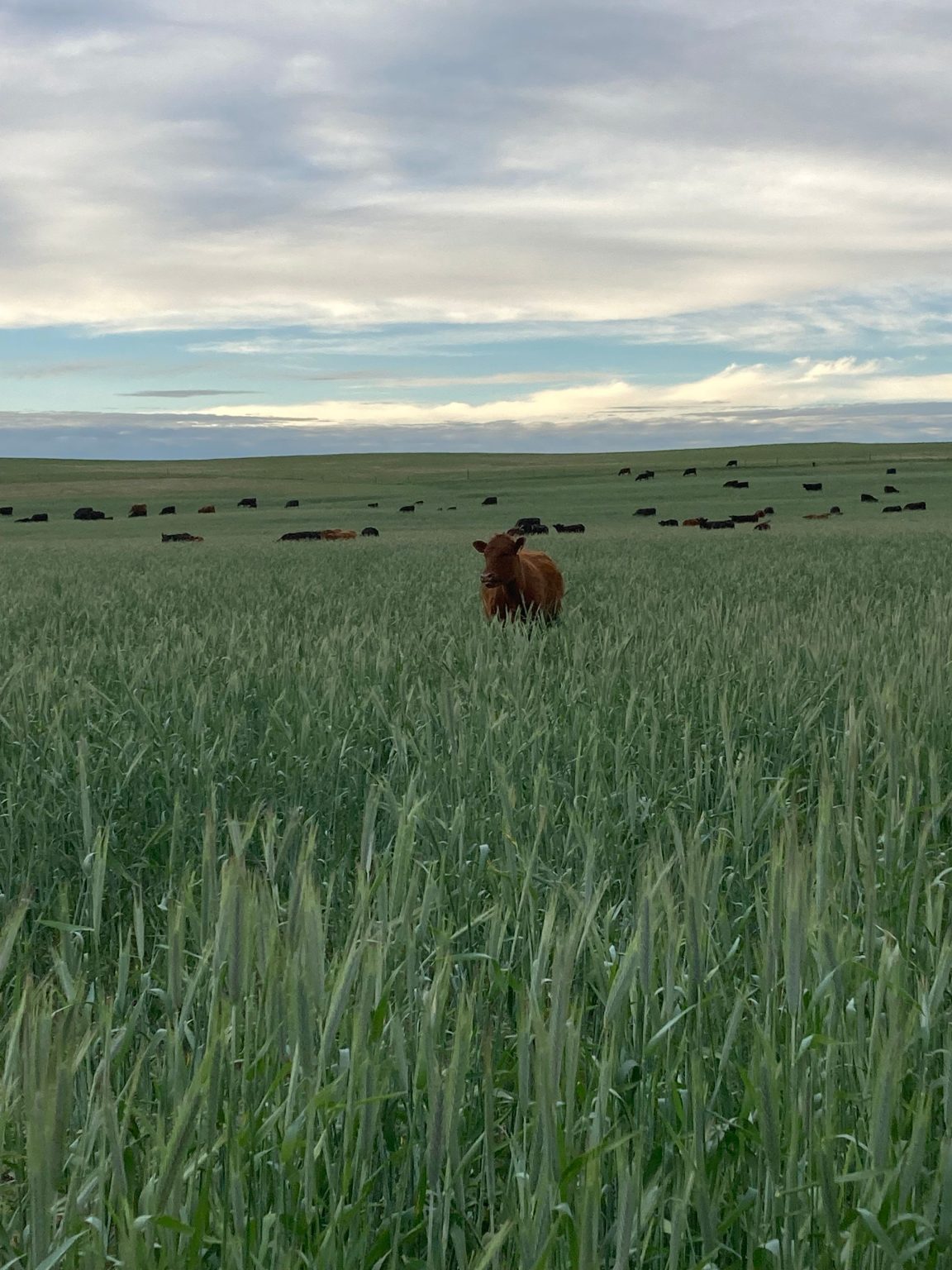 Forage 2025 | Winter Rye: Grazing, Forage and Feed | TSLN.com