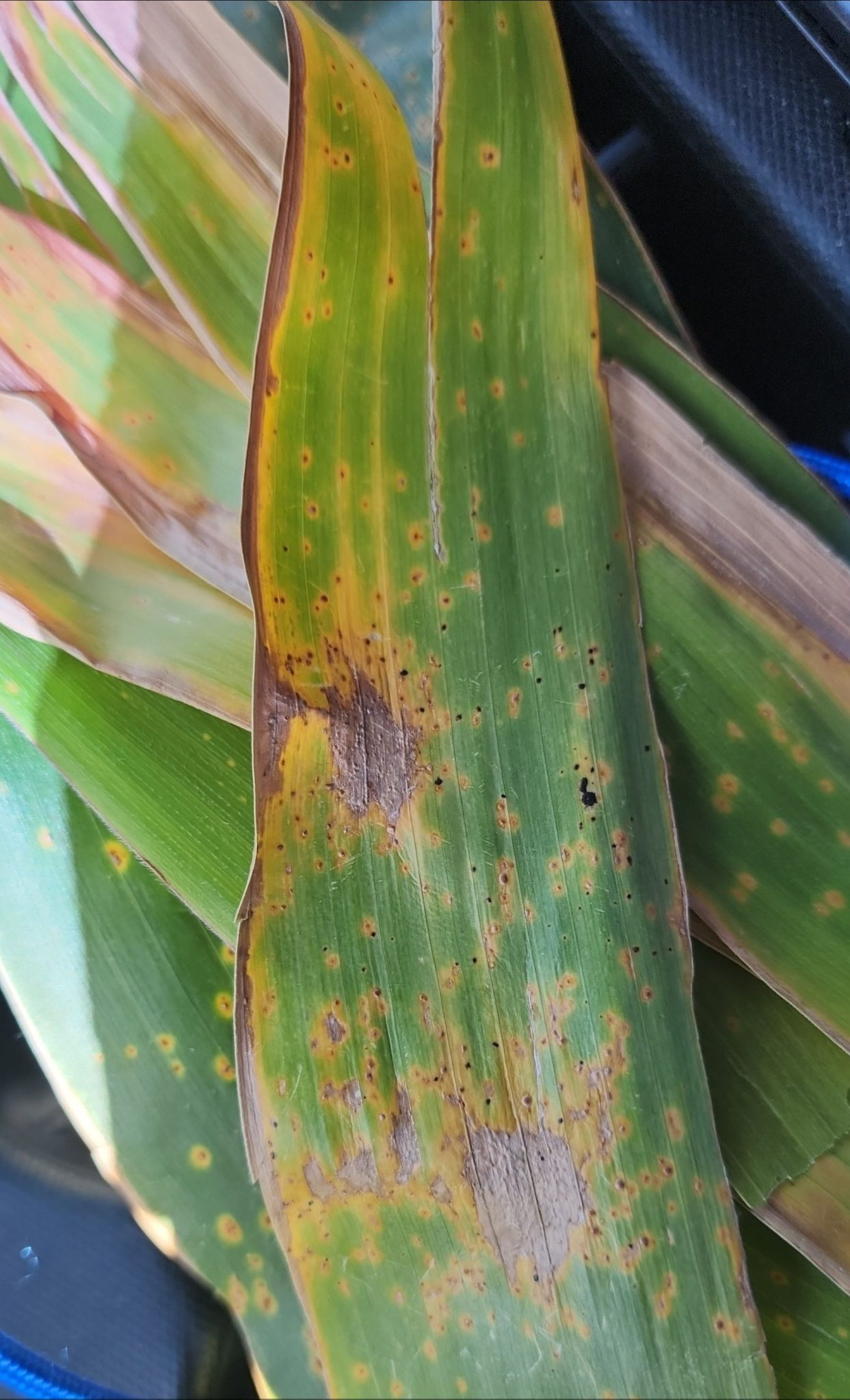 Forage 2025 | TAR SPOT: NEW DISEASE HITS WESTERN CORN BELT | TSLN.com