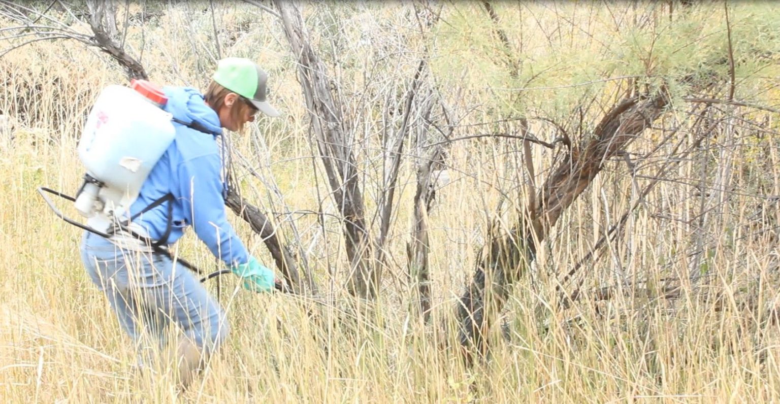 Forage 2025 | Managing Invasive Trees: Tamarisk and Eastern Redcedar ...
