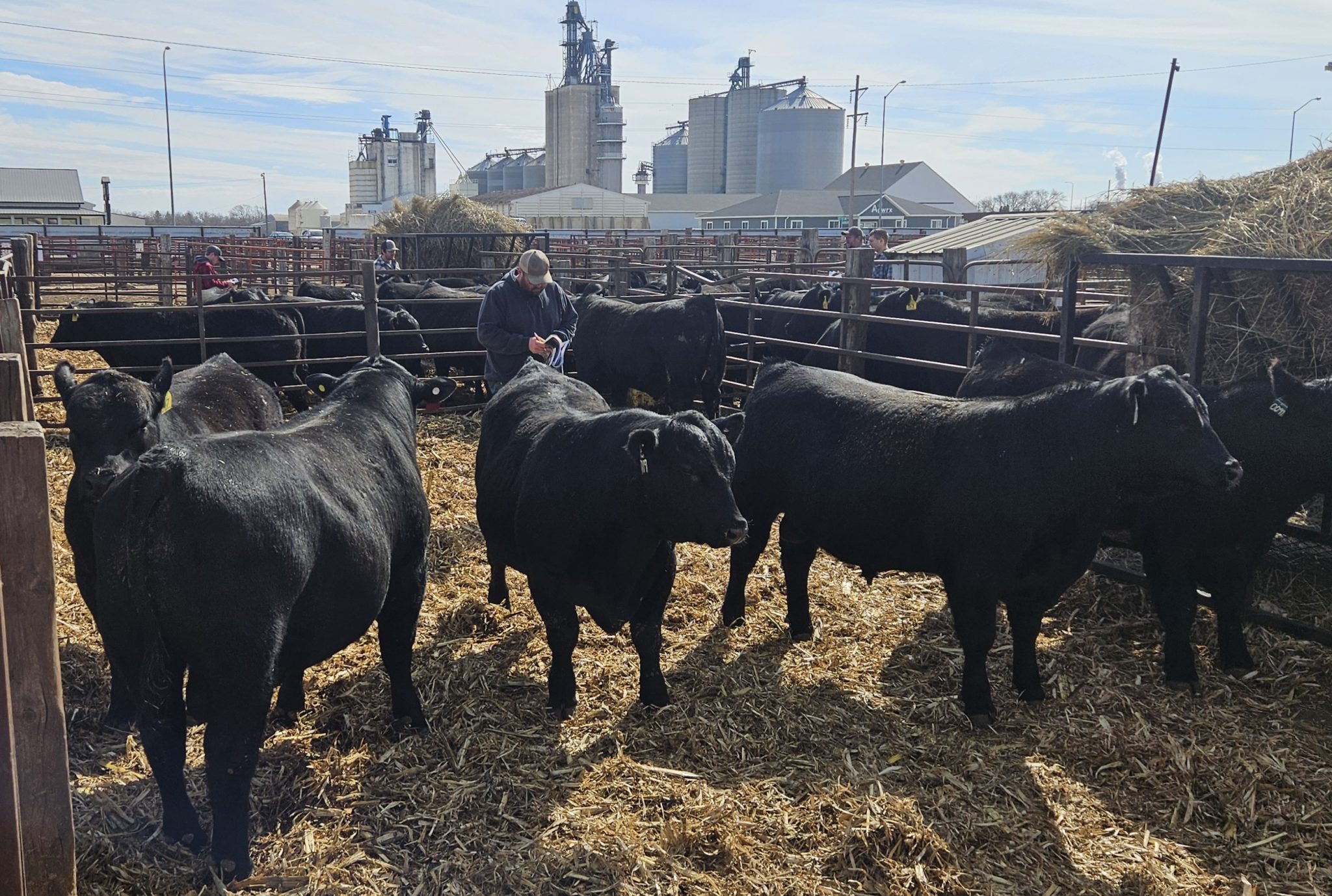 Miller Angus Farms | TSLN.com