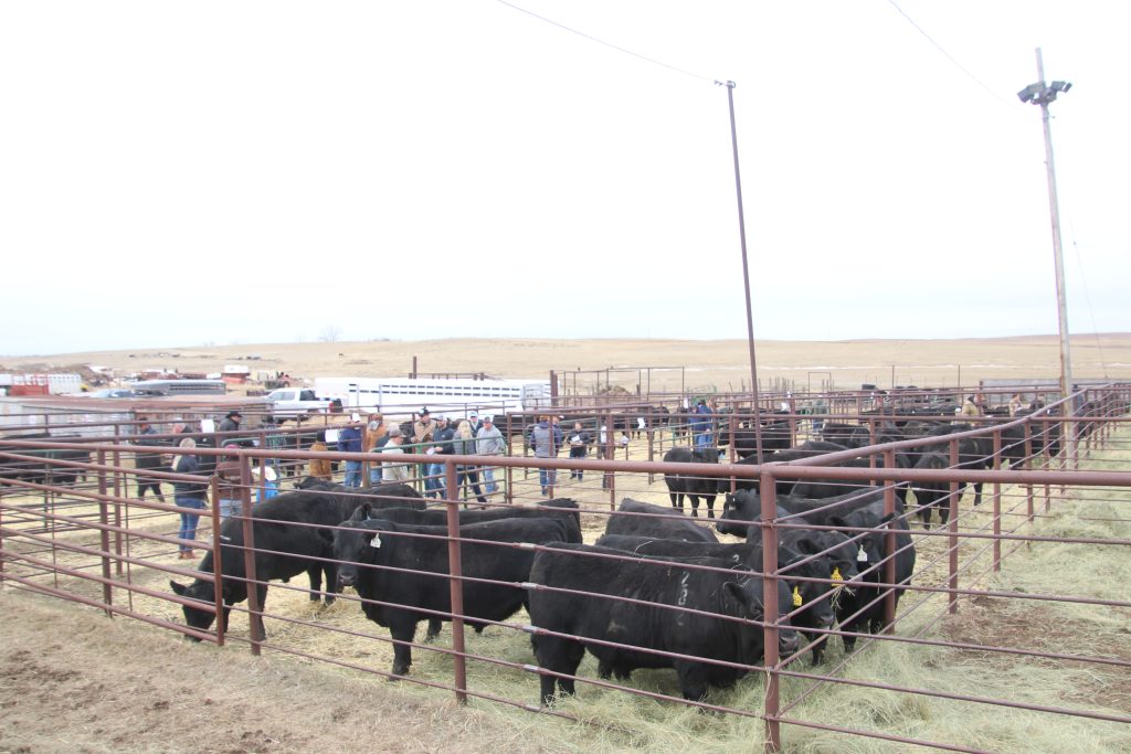 Lunds B Bar Angus Bull Sale | TSLN.com
