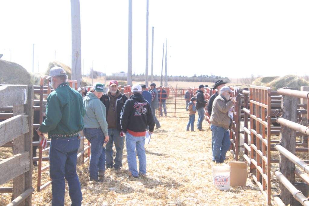Evenson Angus 45th Annual Production Sale | TSLN.com