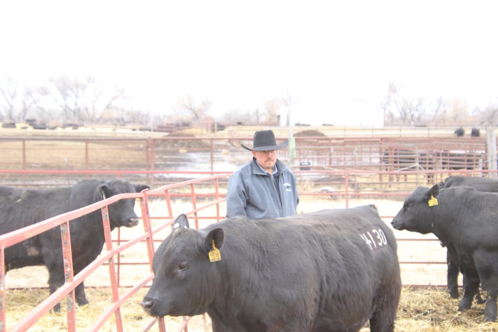 McCumber Angus Ranch Production Sale | TSLN.com