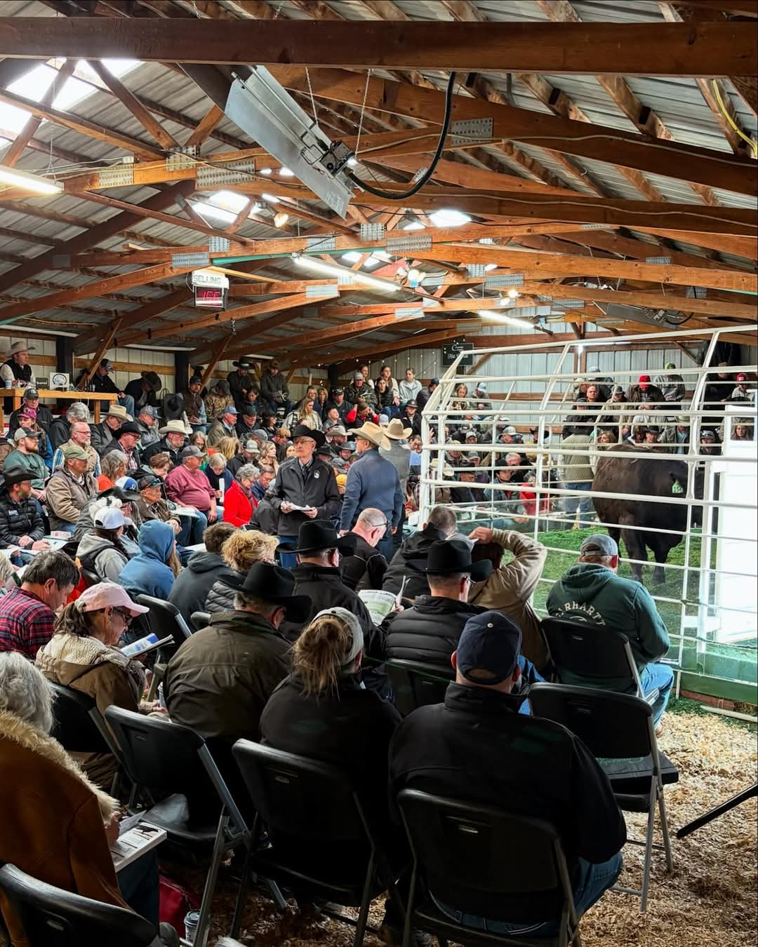 Connealy Angus Spring Bull Sale | TSLN.com