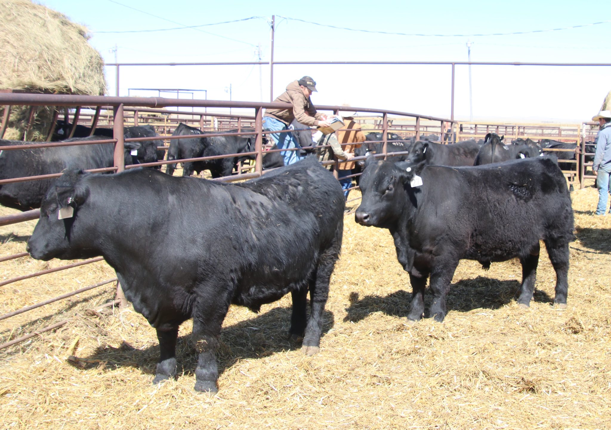 Turtle Creek Angus Annual Production Sale | TSLN.com