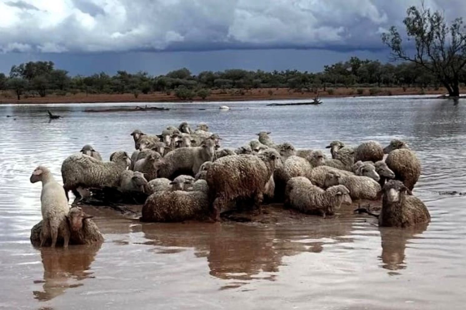 Over 144,000 livestock dead after huge floods cause carnage in ...
