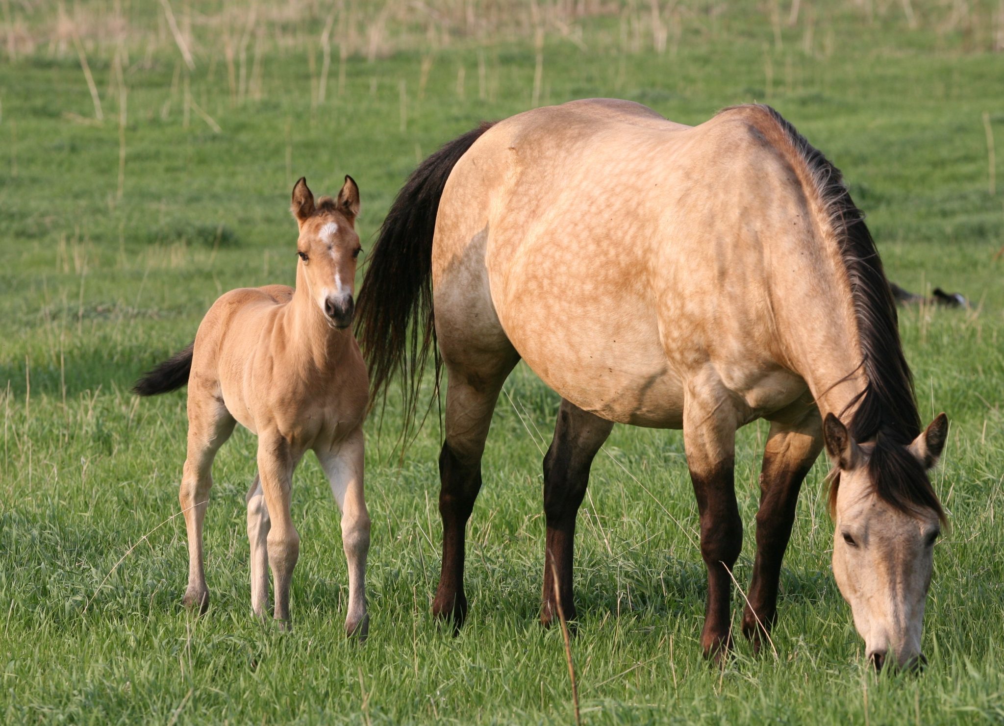 AQHA Registration Rule Changes Discussed | TSLN.com