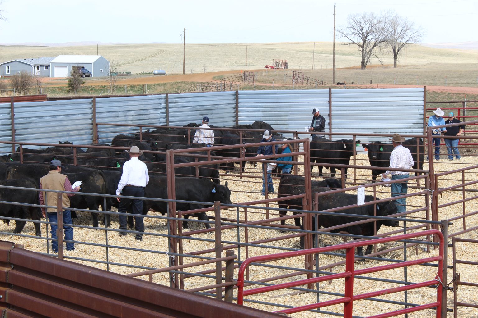 10th Annual Montana Maternal Production Sale, Open 8 Genetics | TSLN.com
