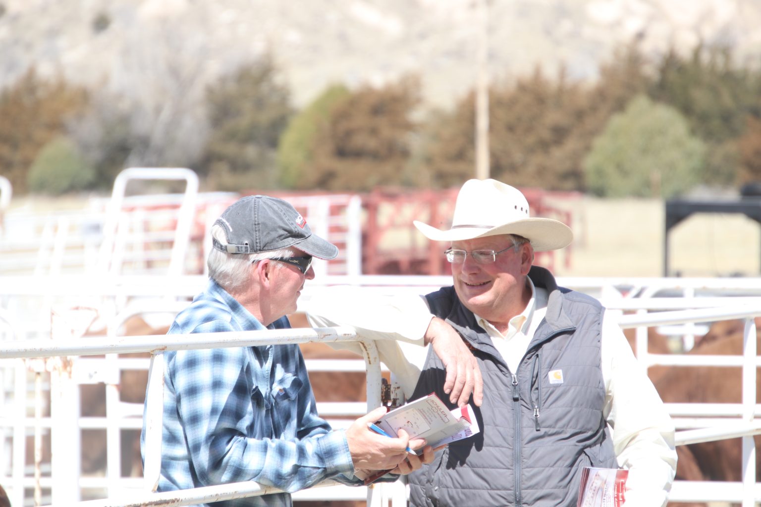 Schuler Red Angus 43rd Annual Bull Sale | TSLN.com