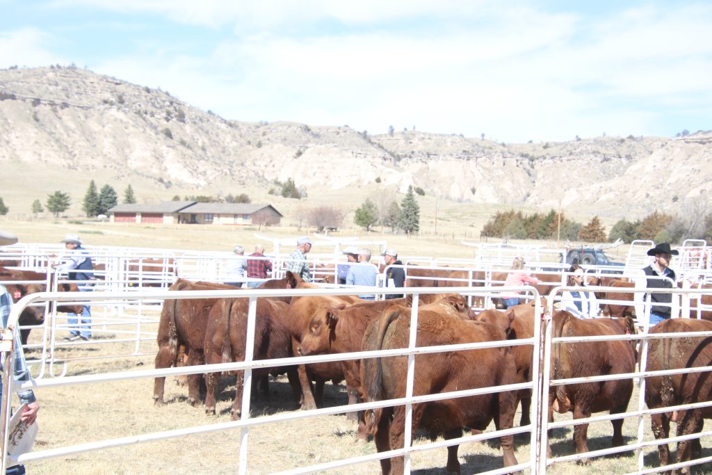 Schuler Red Angus 43rd Annual Bull Sale | TSLN.com