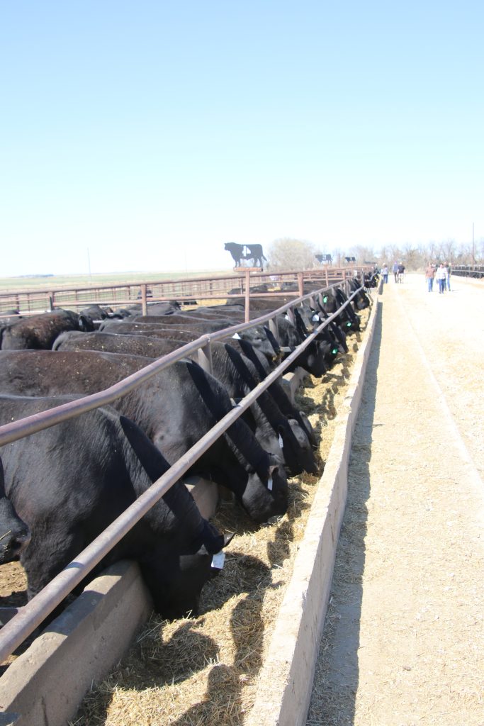 Jorgensen Land & Cattle 53rd Annual Top Cut Bull Sale | TSLN.com