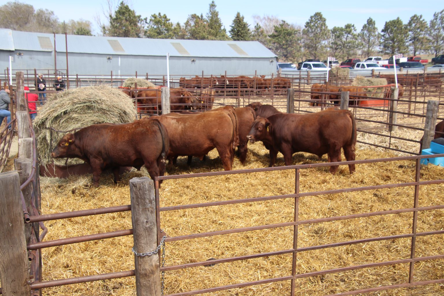 Gill Red Angus Spring Bull & Female Sale | TSLN.com