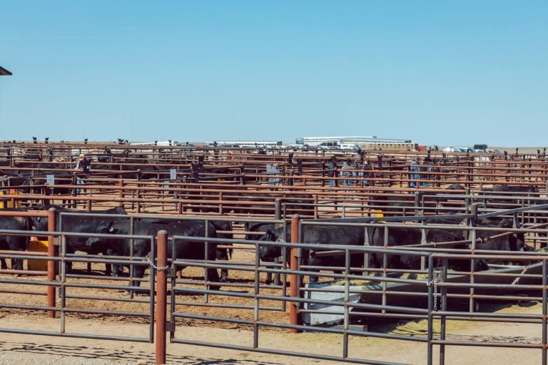 Lindskov’s LT Ranch “World Renown Genetics” 44th Annual Bull Sale ...