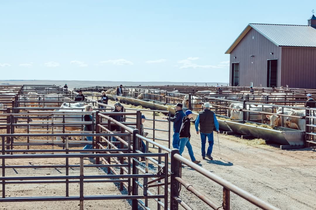 Lindskov’s LT Ranch “World Renown Genetics” 44th Annual Bull Sale ...