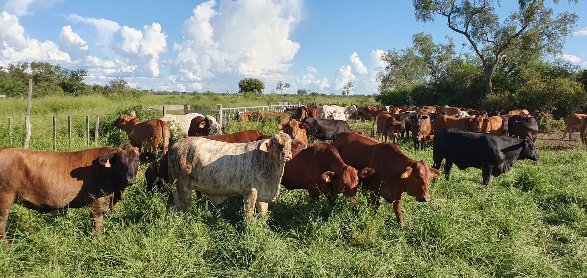 Huge beef farm in Paraguay with low costs of production hits the market ...