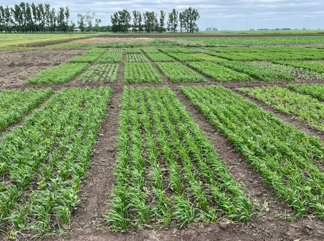 NDSU Carrington Research Extension Center Field Day to offer multiple ...