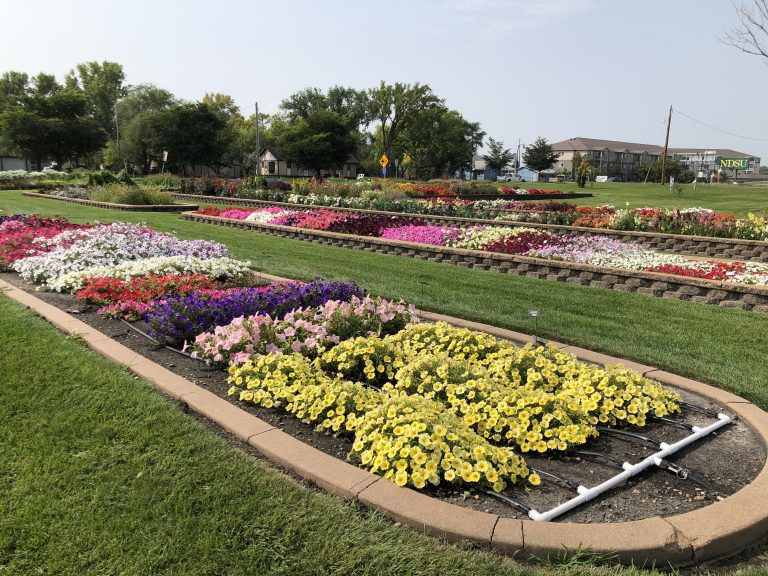 North Dakota State University Gardens celebrate 20 years with tours ...