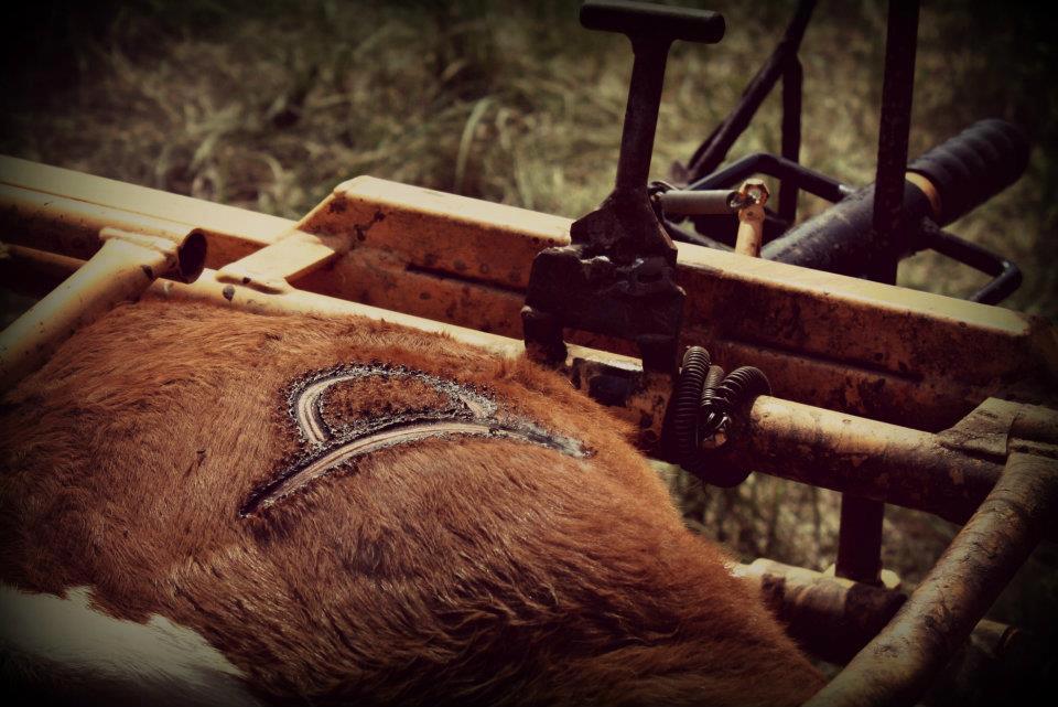 Knippling Herefords: Adaptable, Maternal Cattle | TSLN.com