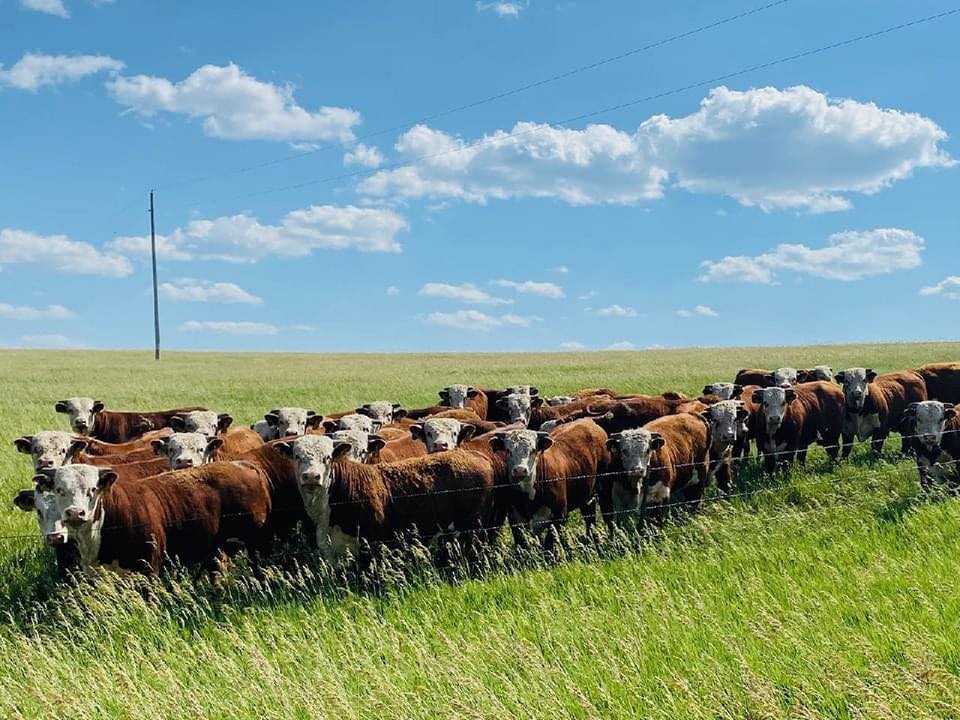 Knippling Herefords: Adaptable, Maternal Cattle | TSLN.com