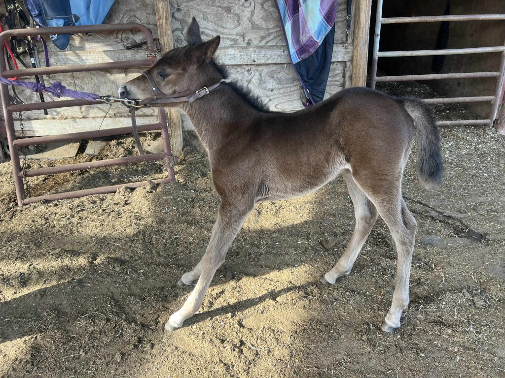 Arena Tracks: Pearl, the Hell spawn filly | TSLN.com