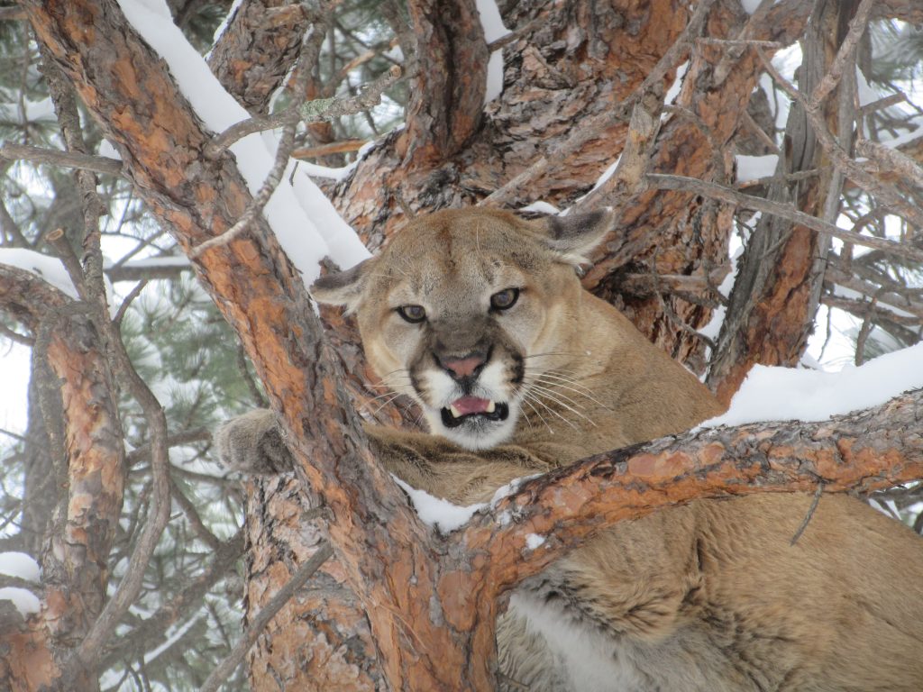 Open Season 2025 | Cold Noses and Big Cats | TSLN.com