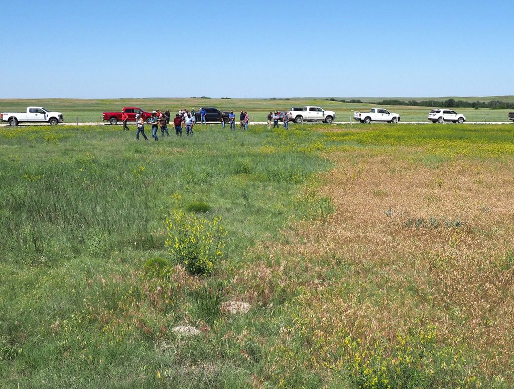Fall is a good time to use herbicides to control cheatgrass on pastures ...