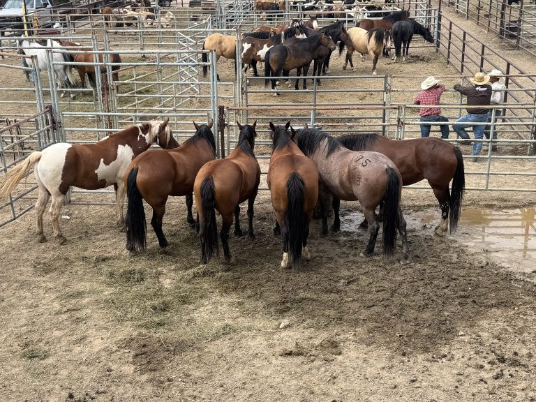 CSF rodeo Vold’s last hometown show | TSLN.com