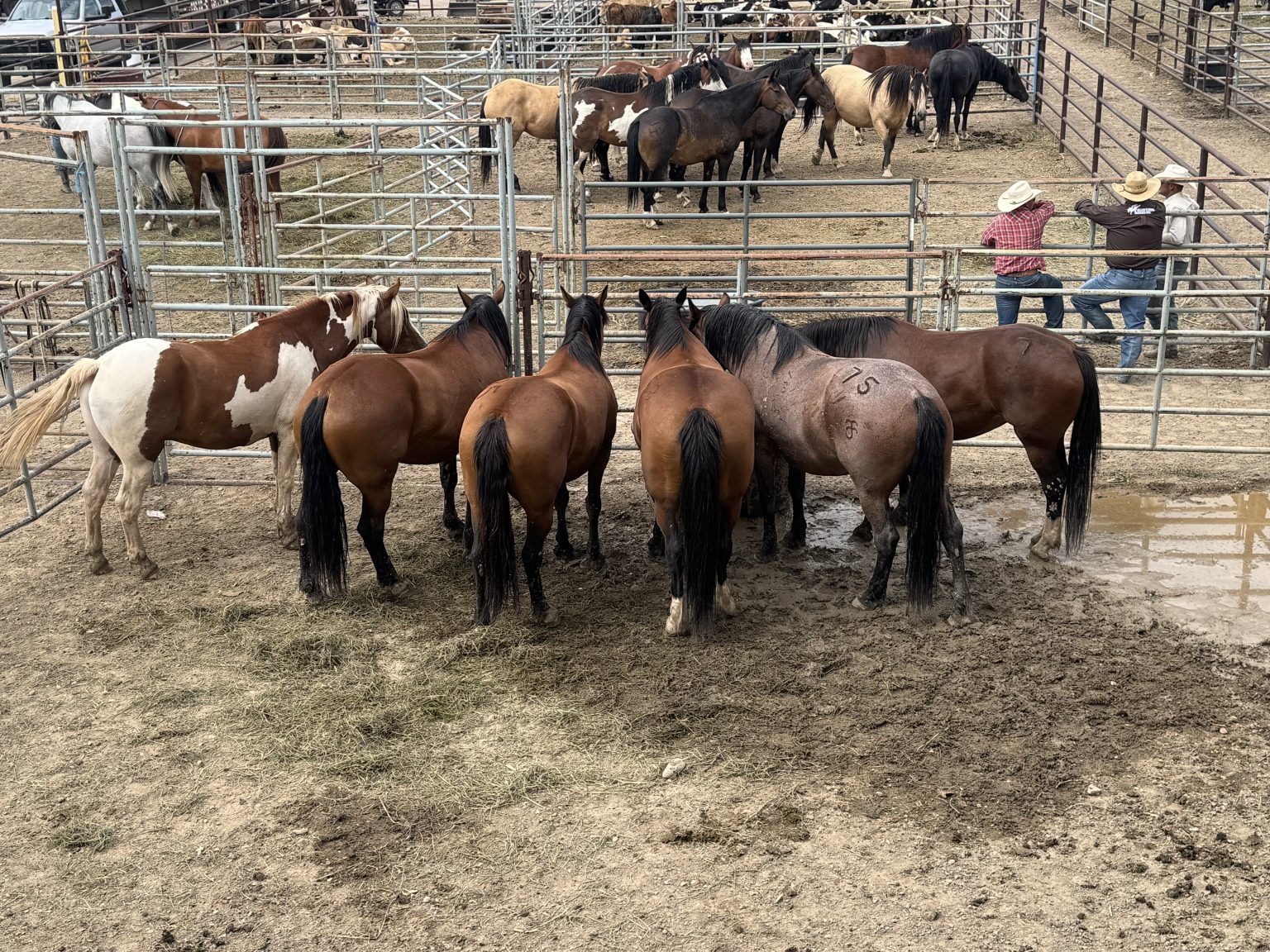 CSF rodeo Vold’s last hometown show | TSLN.com