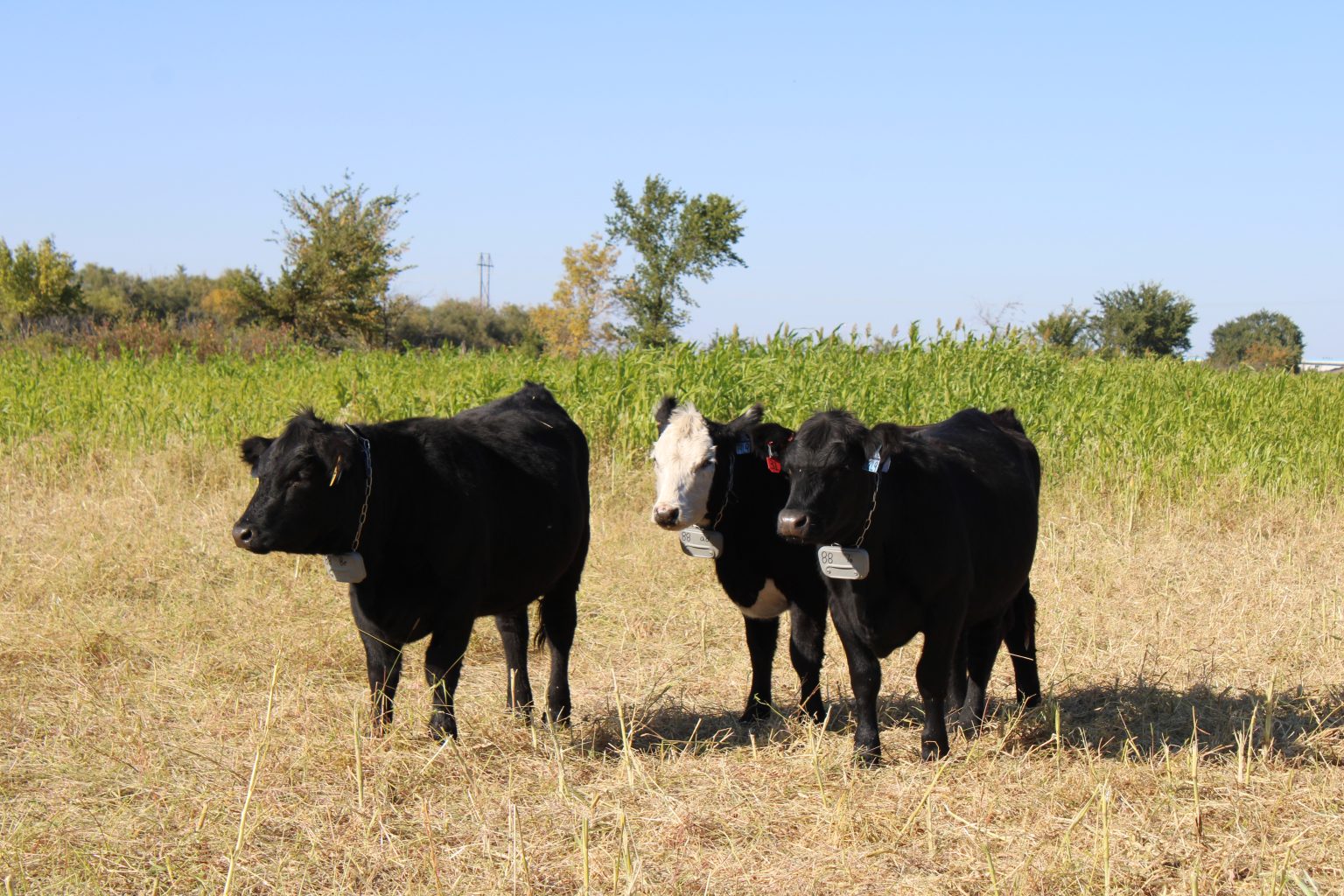 Extending the grazing season provides numerous benefits | TSLN.com