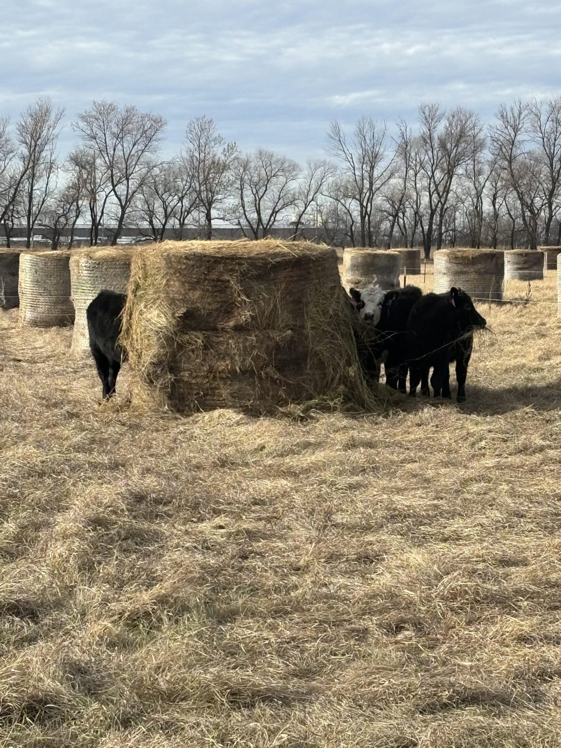 Extending the grazing season provides numerous benefits | TSLN.com