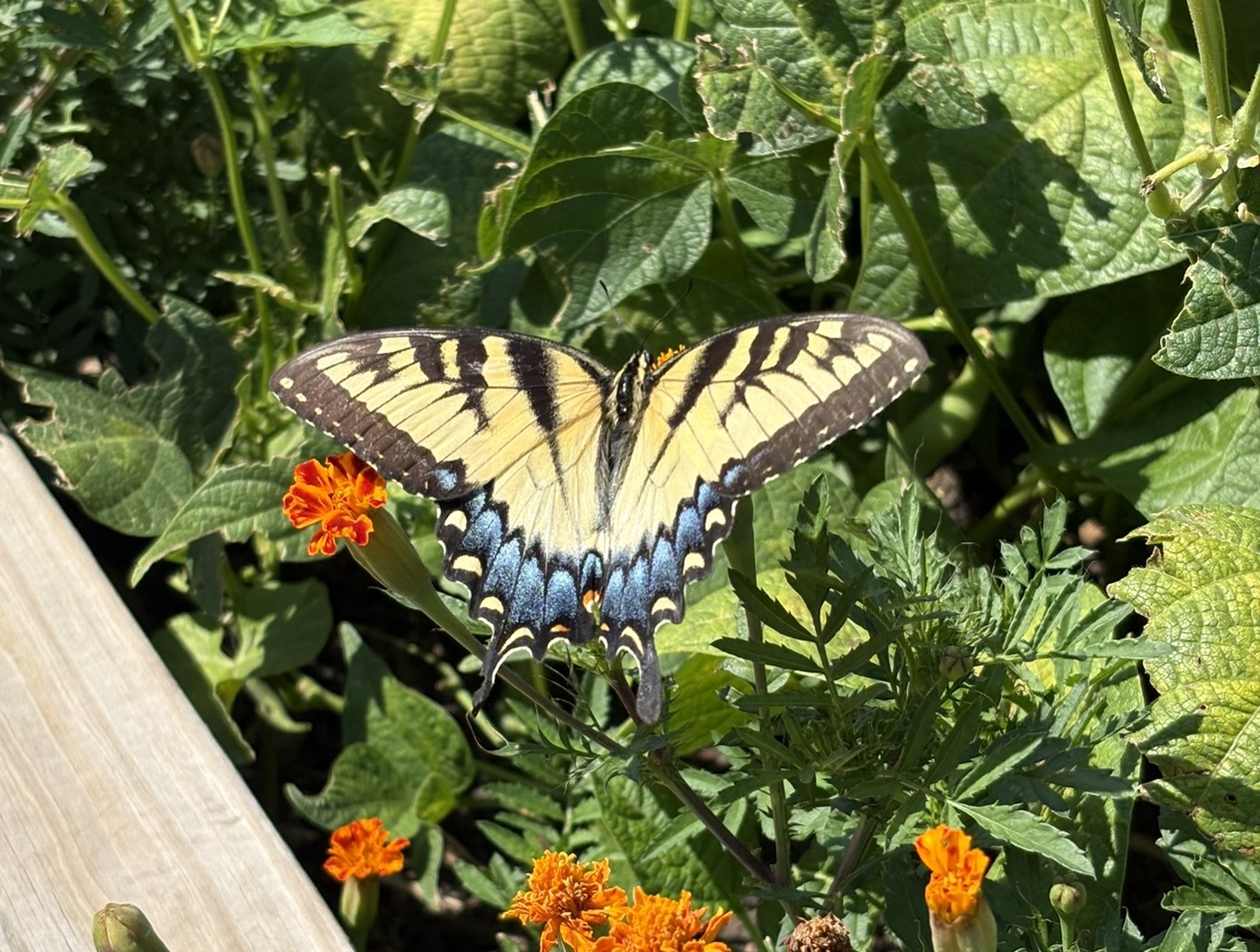 Dakota Gardener: A welcome garden visitor | TSLN.com