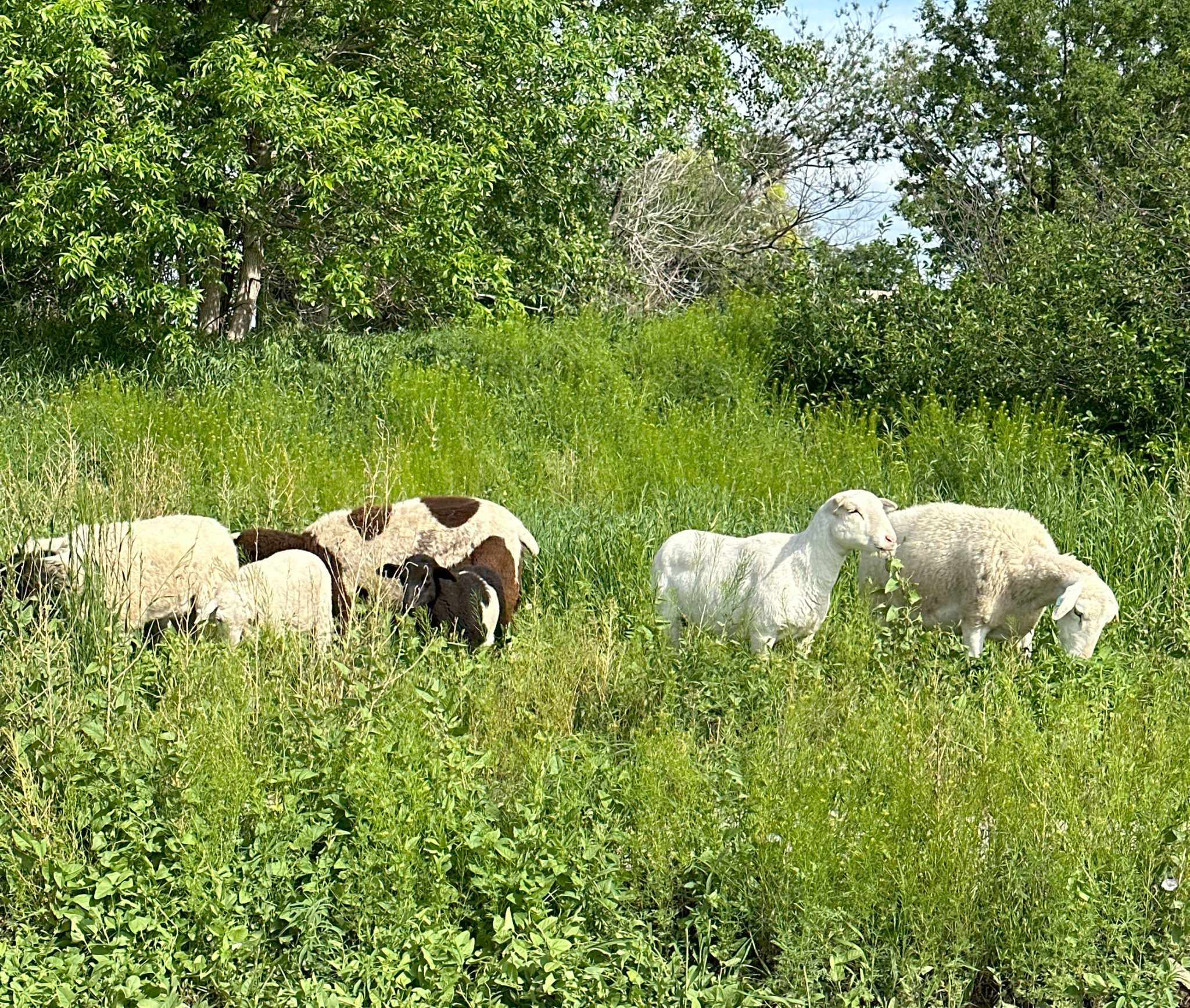 Field Day showcases applications of small ruminant grazing | TSLN.com