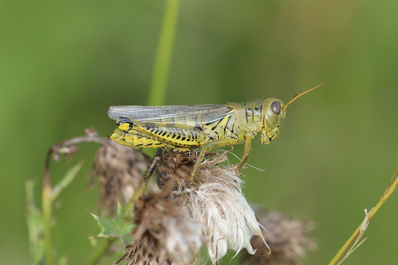 Grasshoppers continue to cause losses | TSLN.com