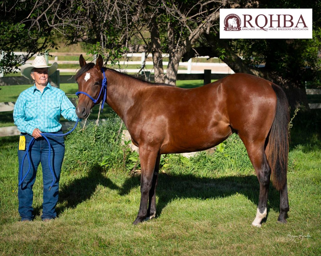 Ranchers Quarter Horse Breeders Assn. 25th Annual Sale | TSLN.com