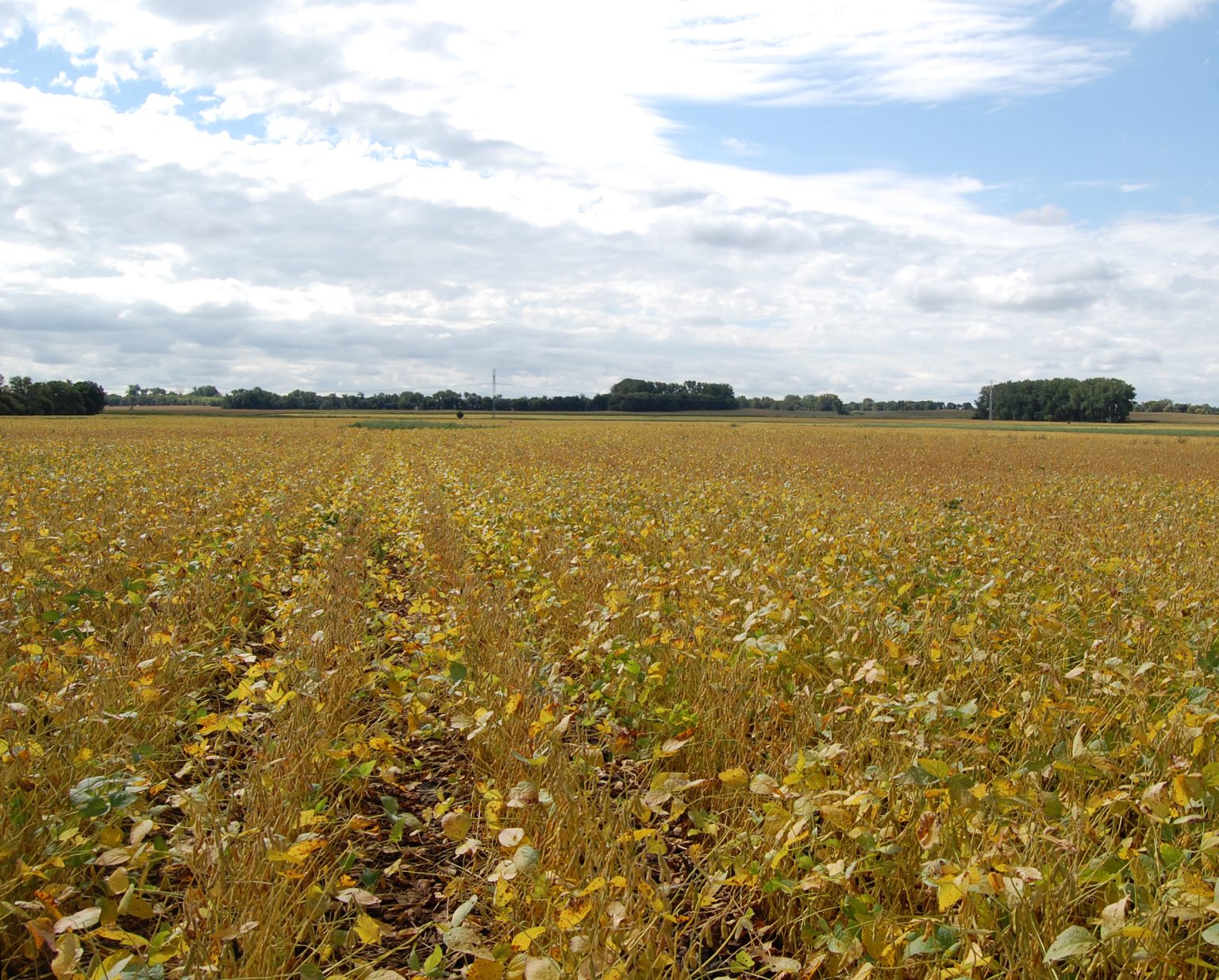 NDSU Extension offers guidance for managing frost-damaged soybeans ...