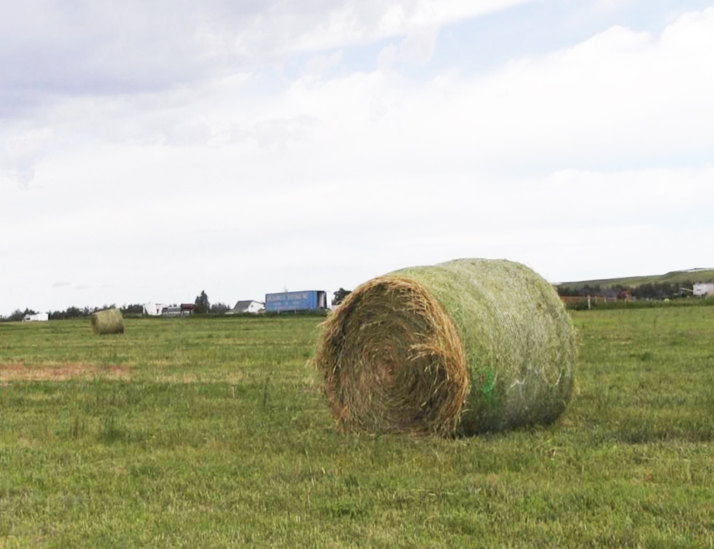 Test, don’t guess on nutrient value of hay | TSLN.com