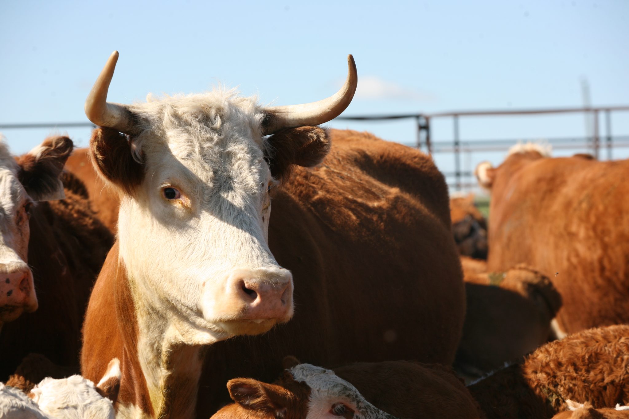 Proof of ownership: South Dakota livestock reported missing | TSLN.com